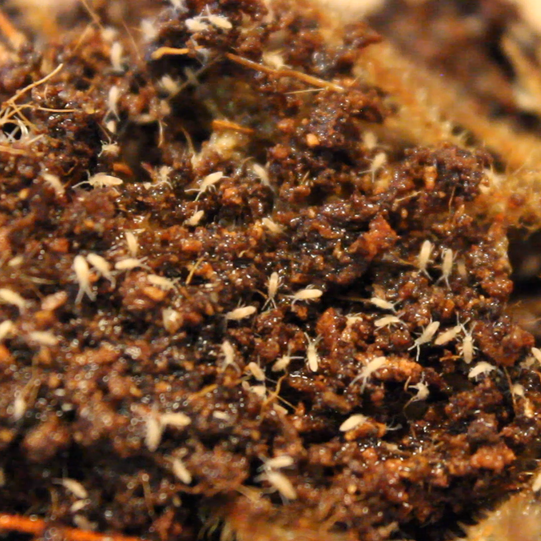 Tropical Pink Springtails (Sinella curviseta) for Sale – DZD Herptiles