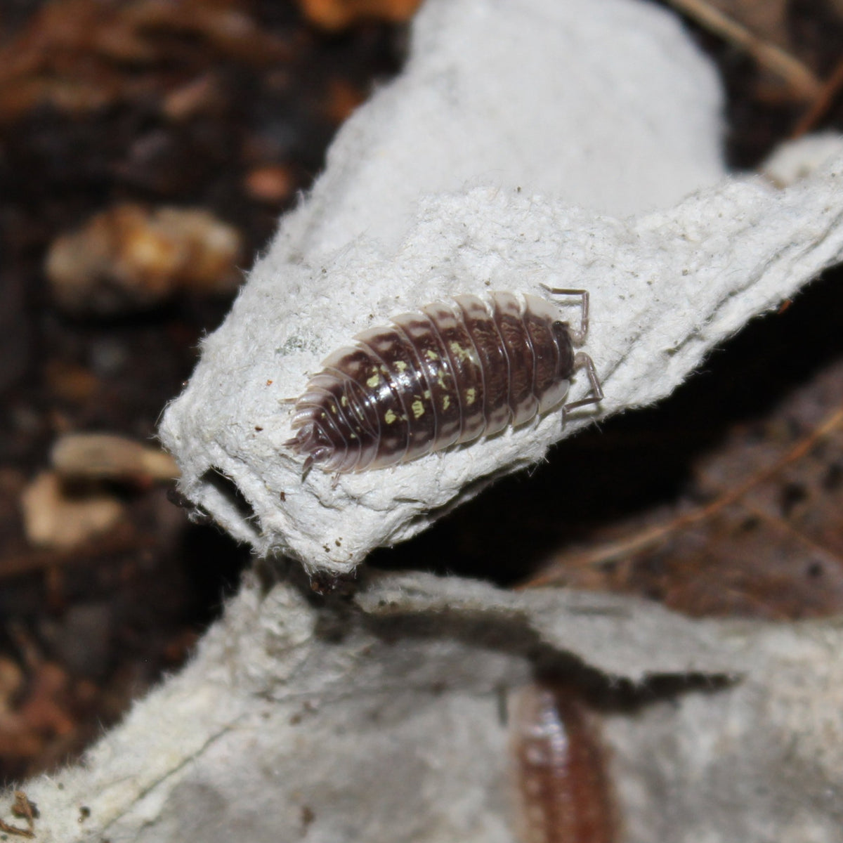 Oniscus asellus 'White Skirted' Isopods – DZD Herptiles